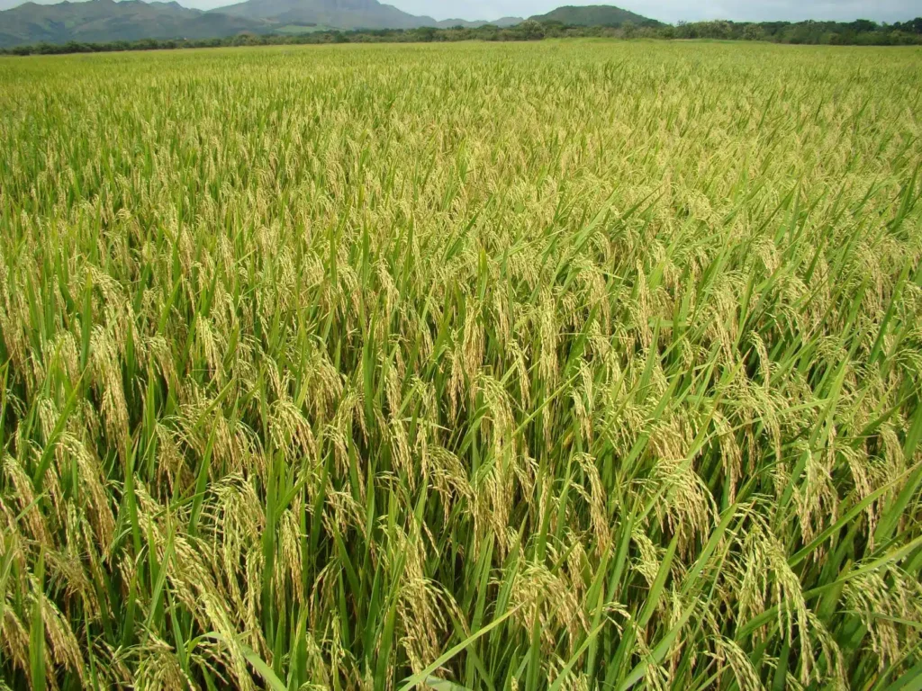 Certificación de Semilla de Arroz - Oficina Nacional de Semillas